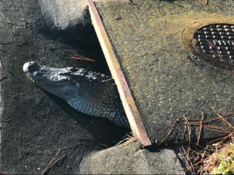 Alligators, snakes, and more—Researchers left shocked by thriving sewer ...