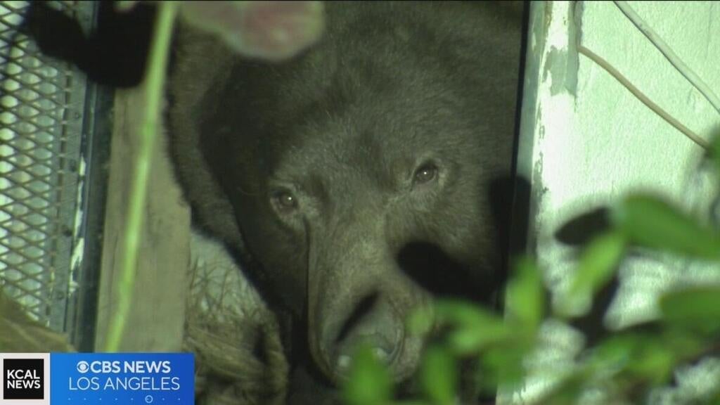Large bear makes Pasadena crawl space his home after Eaton Fire