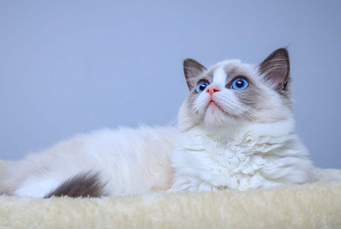 The most affectionate cat breeds