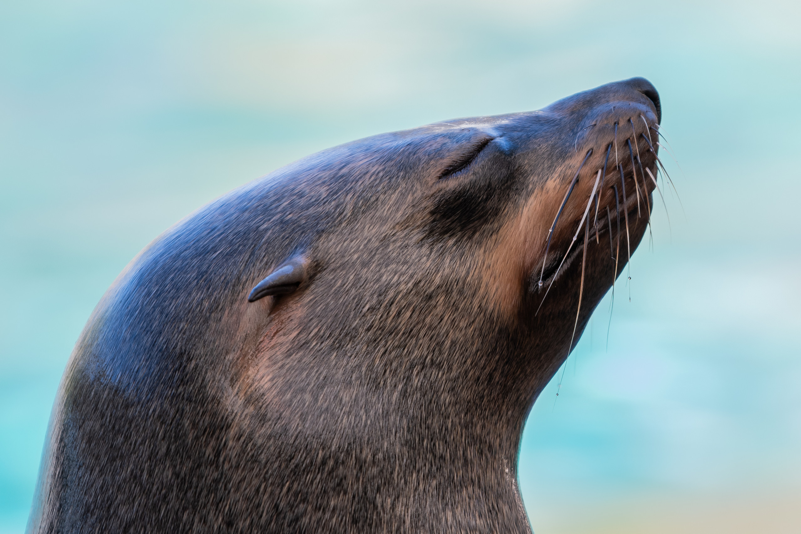 Cómo los animales se adaptan al calor: estrategias sorprendentes