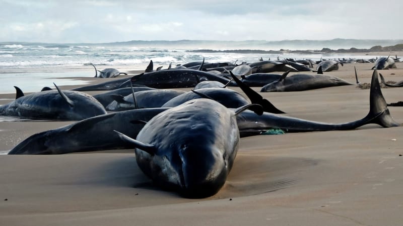 Na pláži v Tasmánii uvázlo 157 kosatek. Skoro polovina jich nepřežila ...