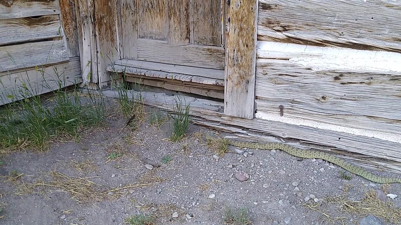 Prairie Rattlesnake in Bannack Ghost Town