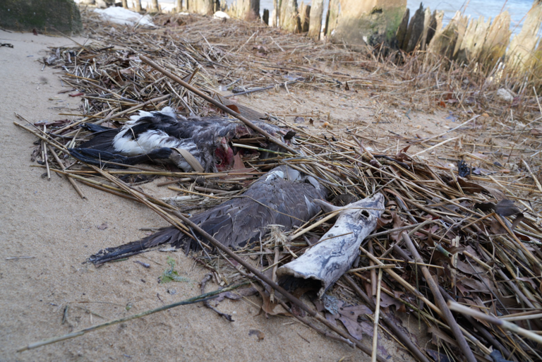 More dead birds spotted in Monmouth and Ocean as towns wait on results ...