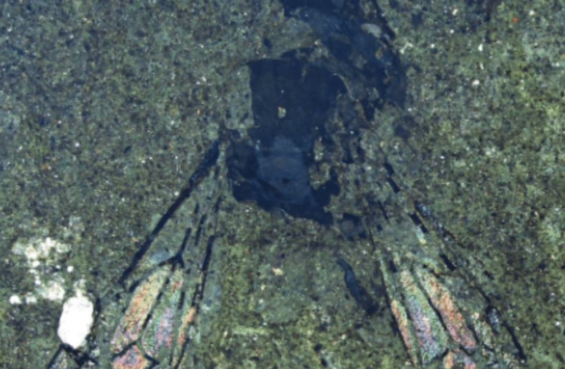 Zealandia’s bee: 14.6-million-year bee fossil found in New Zealand's ...