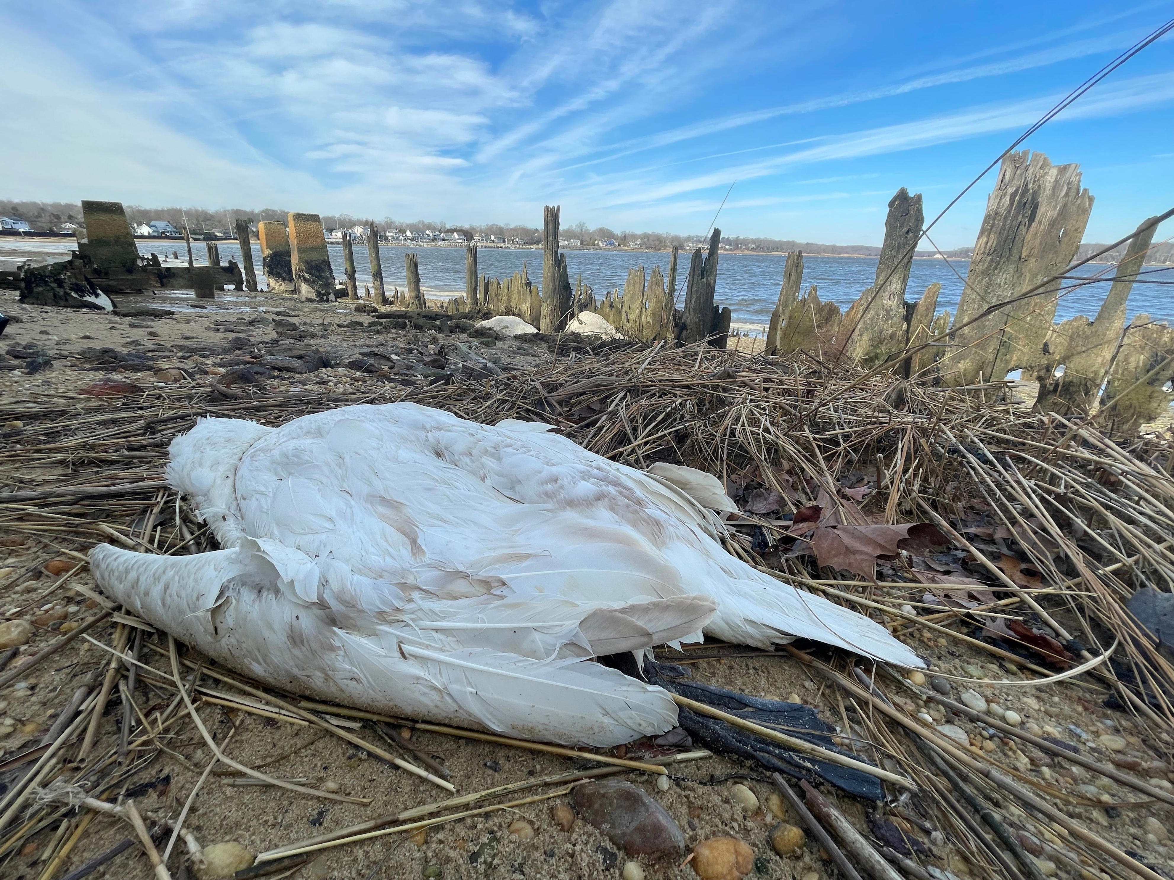More dead birds spotted in Monmouth and Ocean as towns wait on results ...