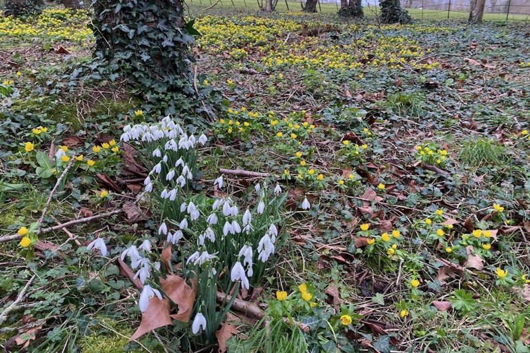Welcome spring on Snowdrop Sunday at Rauceby Hall