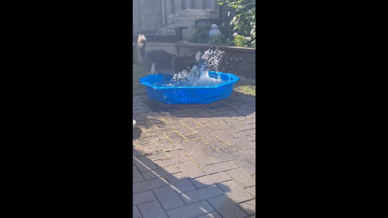 Dog Plays in Pool For First Time