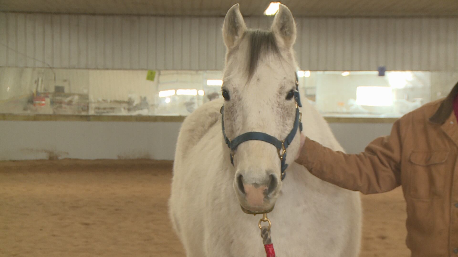 Trinity Equestrian Center staff looking for volunteers to help with ...