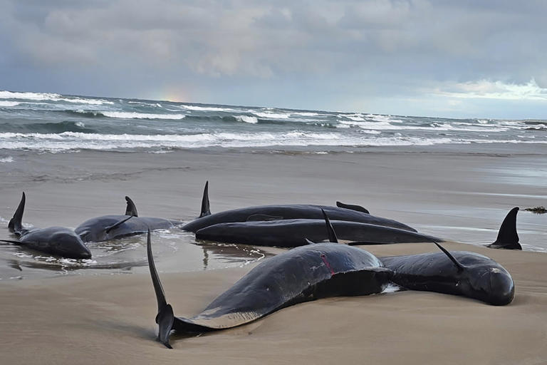 Experts give up hope for 157 false killer whales stranded on a beach in ...