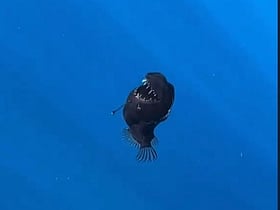 Why is TikTok crying over a fish? How a deep-sea creature's journey to ...