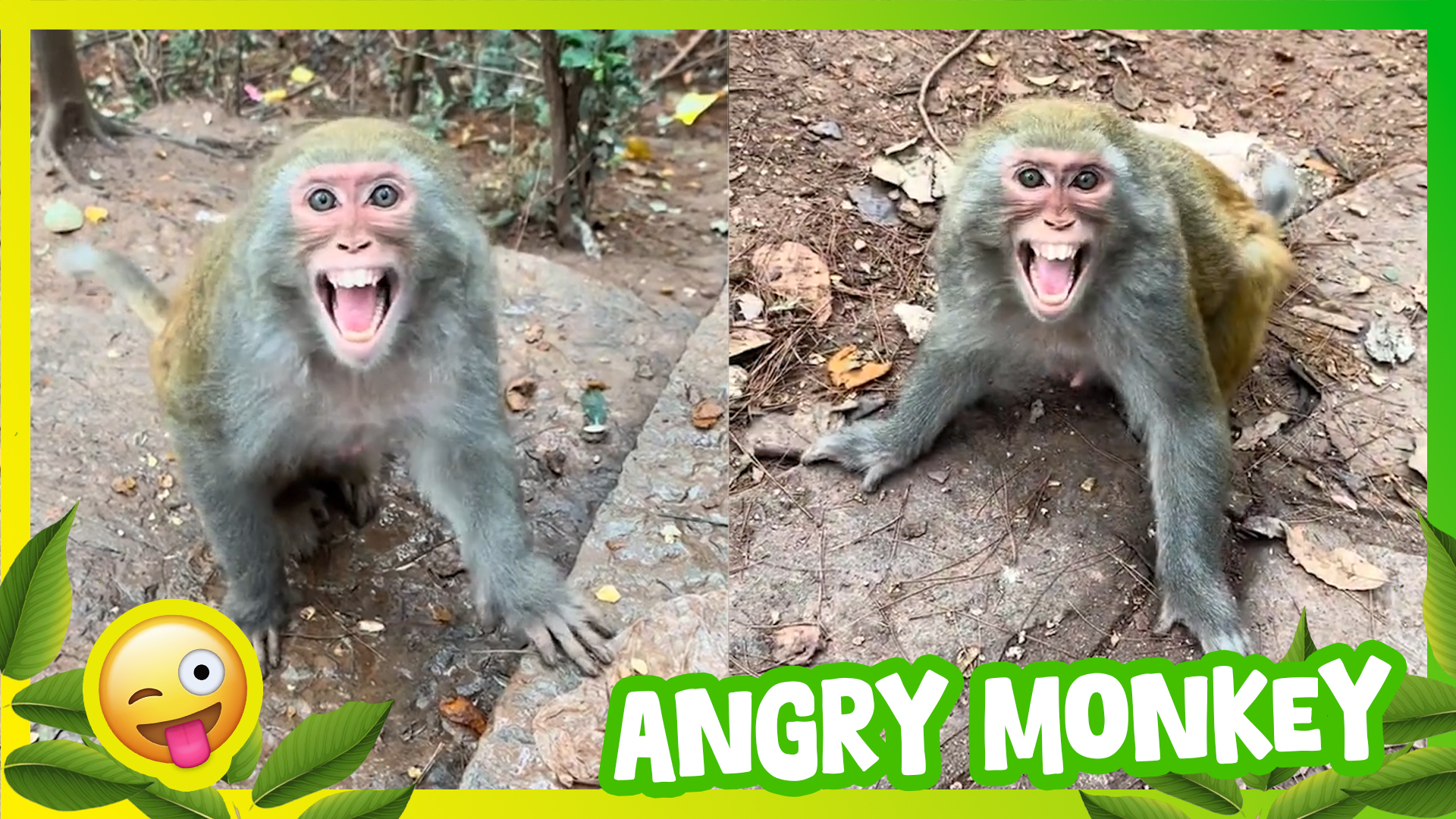 Angry Monkey: Funny and Adorable Reactions You Can’t Miss! 🐒😡😂