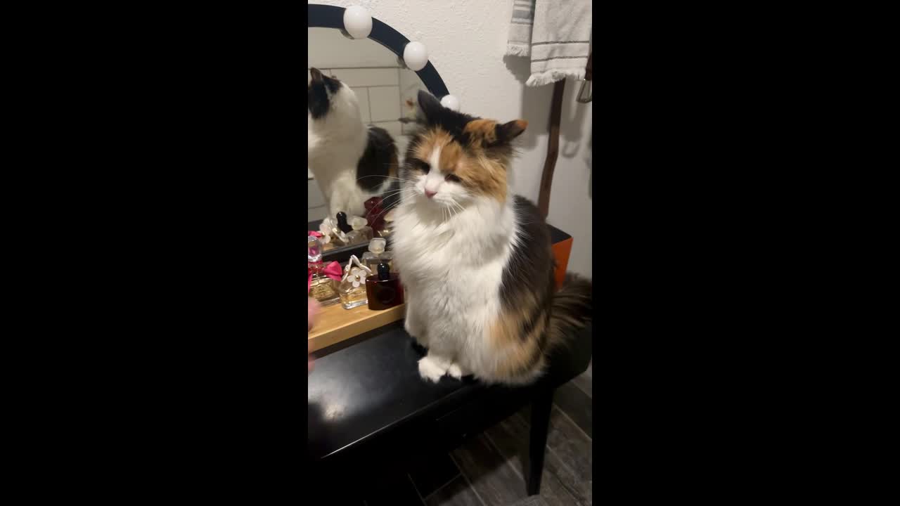 Angry cat batting away owner's hands looks as if it's boxing