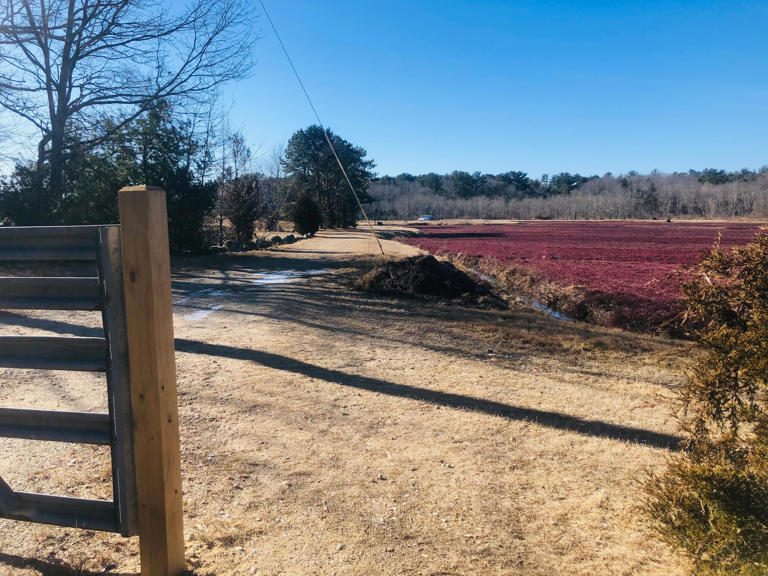 Exploring Marshfield's new walking area near the bogs of Red Gold Farm ...