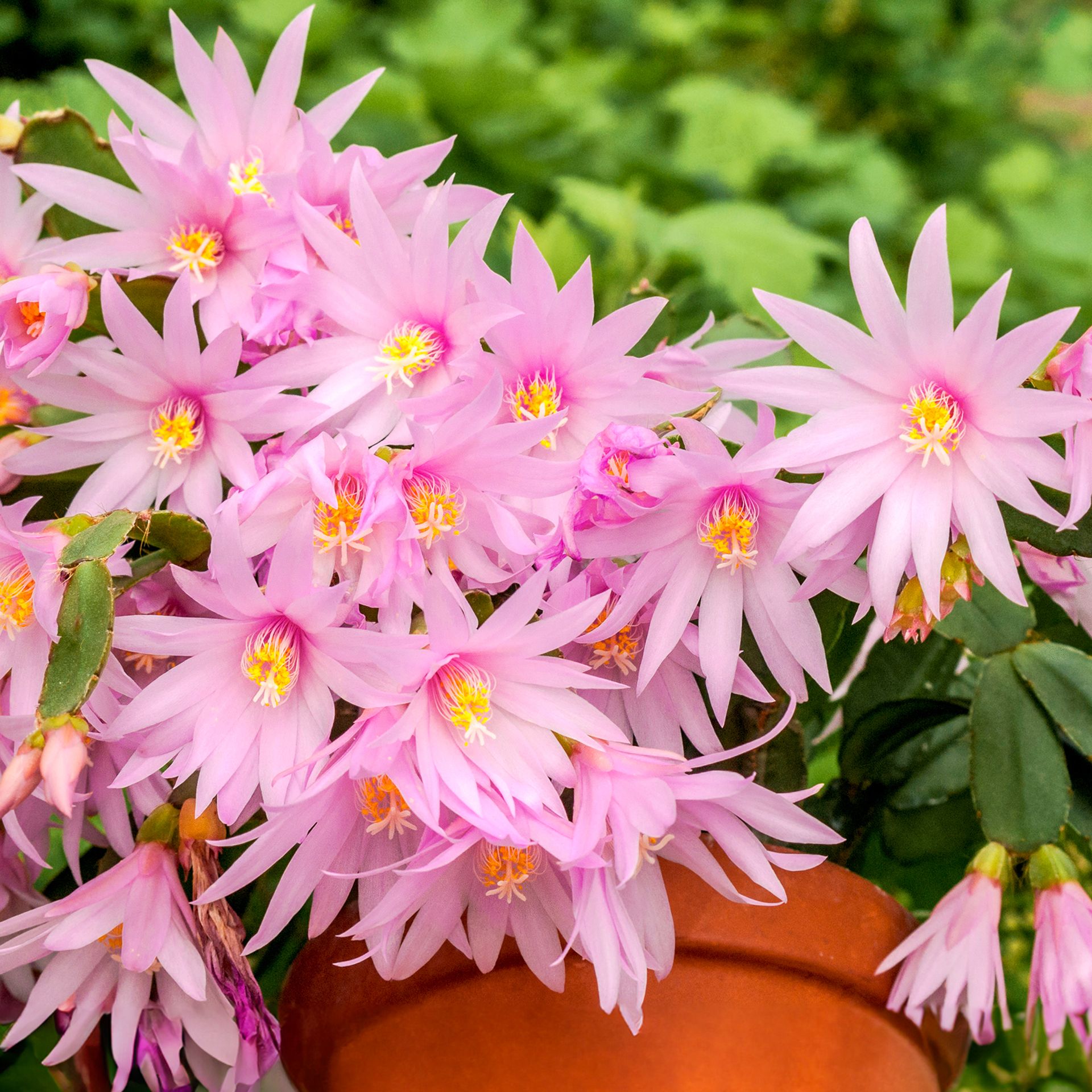 How To Get An Easter Cactus To Bloom Every Year: Expert Tips For ...