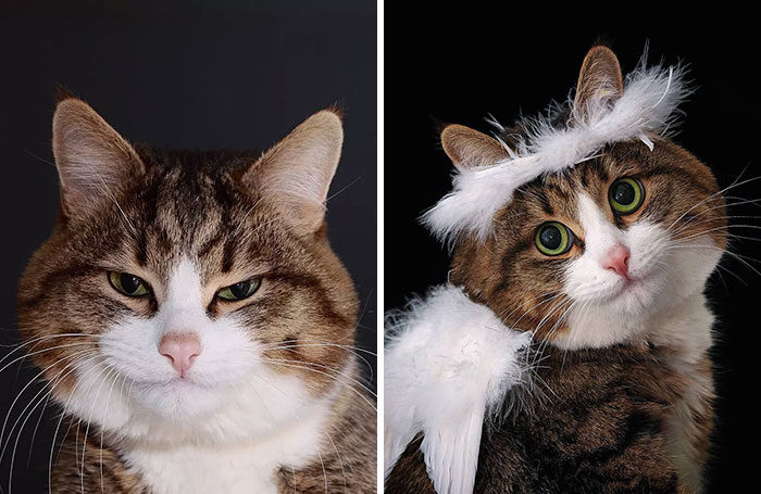 Meet Rexie, The Handicapped Cat Who Steals People’s Hearts With The ...