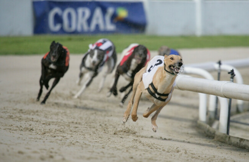 Ban on greyhound racing to come in ‘as soon as possible’ in Wales, amid ...