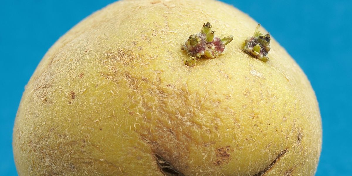 How To Tell If Your Potatoes Are Bad (And When They're Still Safe To Cook)