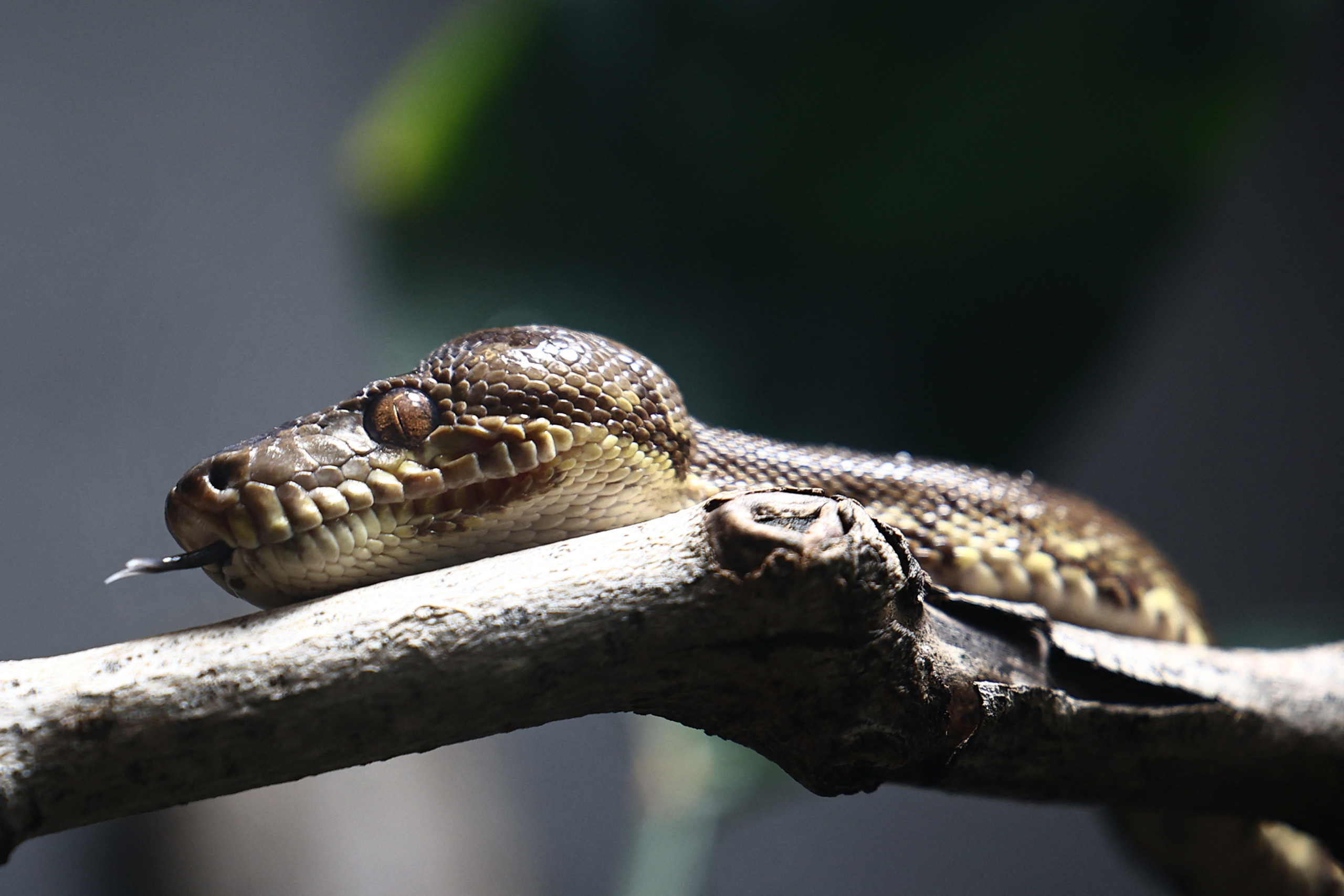 Toxic butterflies, blob-headed fish, and other new wildlife discovered ...