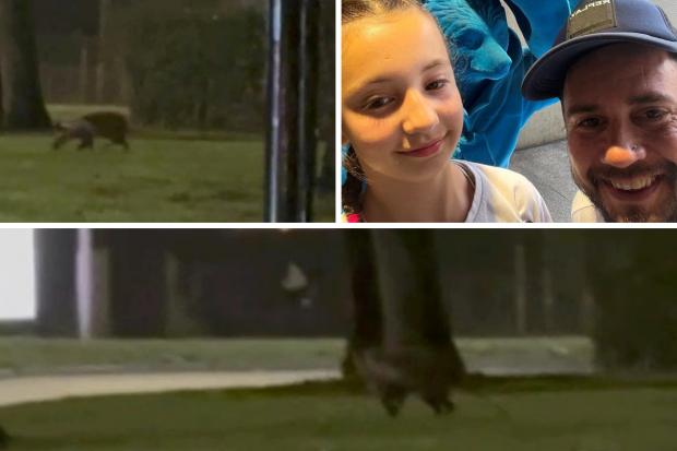 'Bizarre looking kangaroo-like' animal spotted on roundabout in Eltham