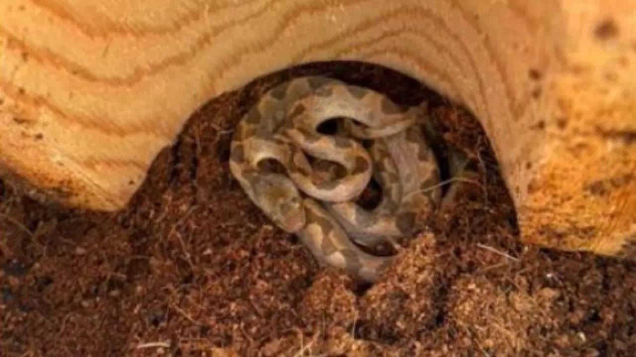 Venomous snake hiding in box of bananas shocks grocery worker; here's ...