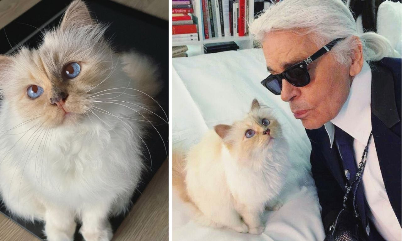 El gatito “Choupette” recuerda a su “papá”, Karl Lagerfeld, con un ...