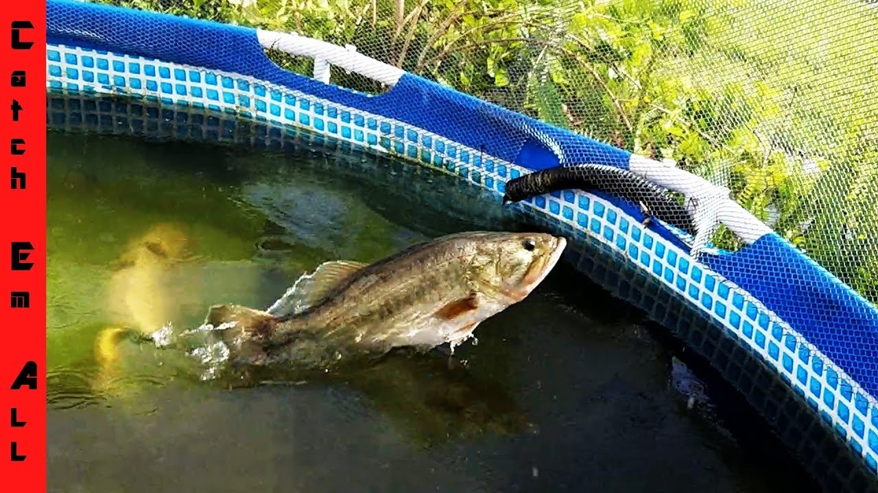 TRAINING New MONSTER FISH PETS in the POOL POND