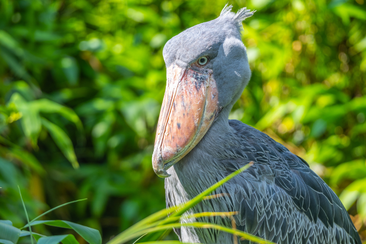 15 Freaky Animals That Look Like They Are Fantasy Creations