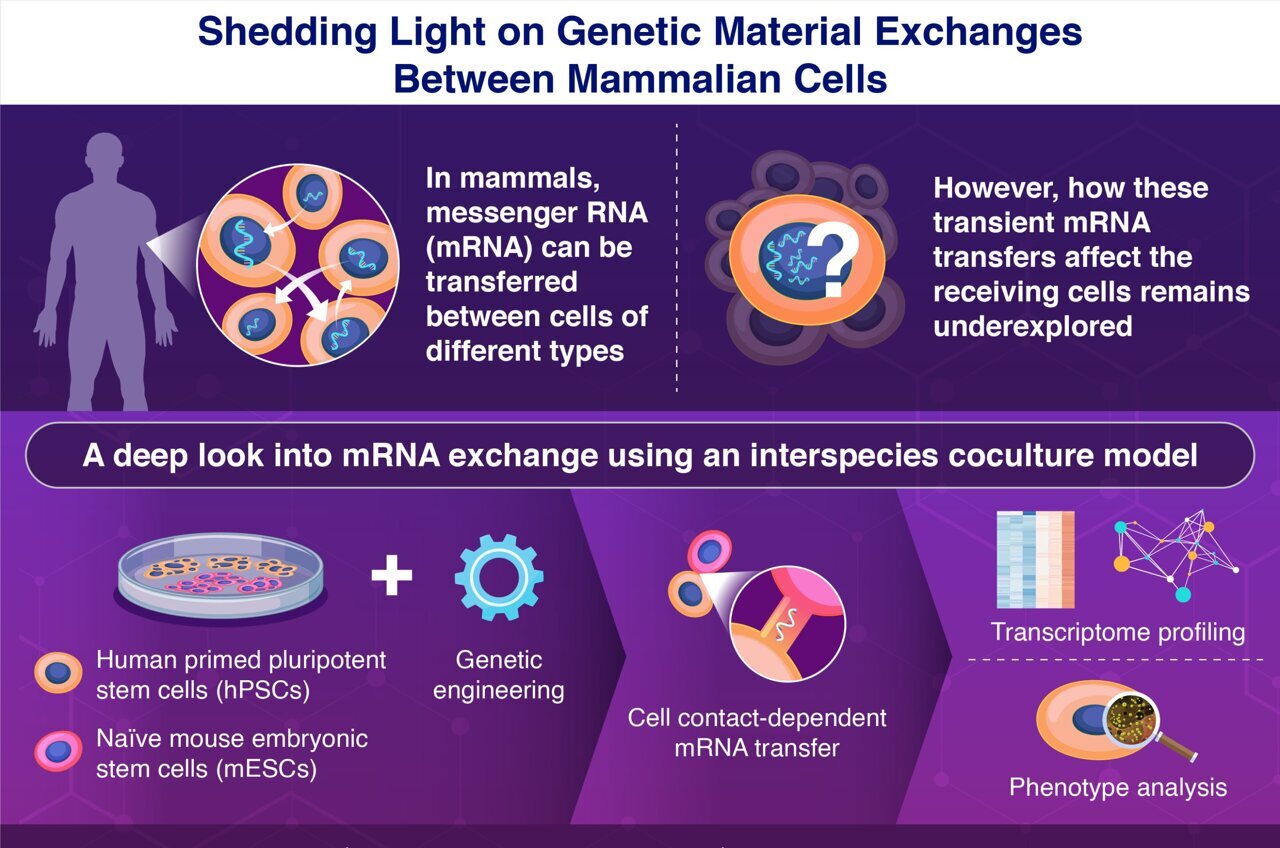 mRNA transfer between cells reveals novel intercellular communication ...