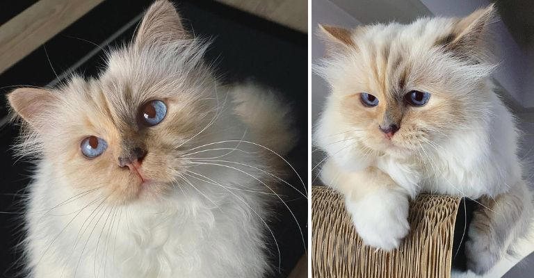 El gatito “Choupette” recuerda a su “papá”, Karl Lagerfeld, con un ...