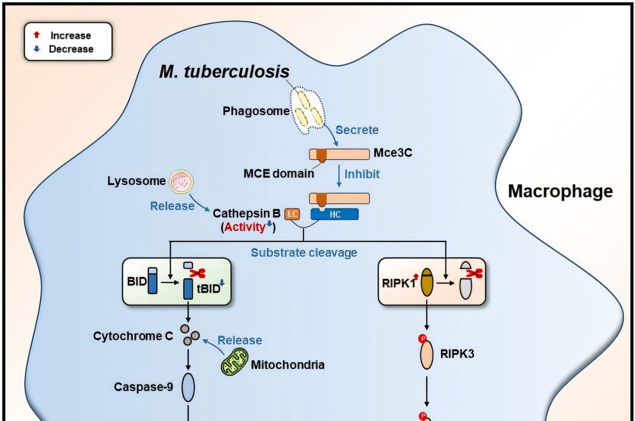 How M. tuberculosis alters host cell death mechanisms to facilitate ...