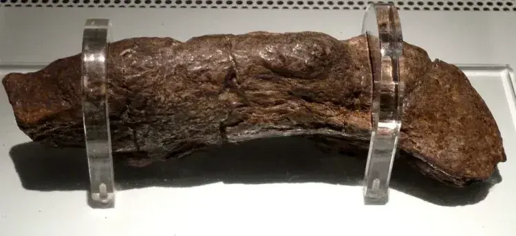 The world’s largest human poop is a 1200-year-old Viking treasure