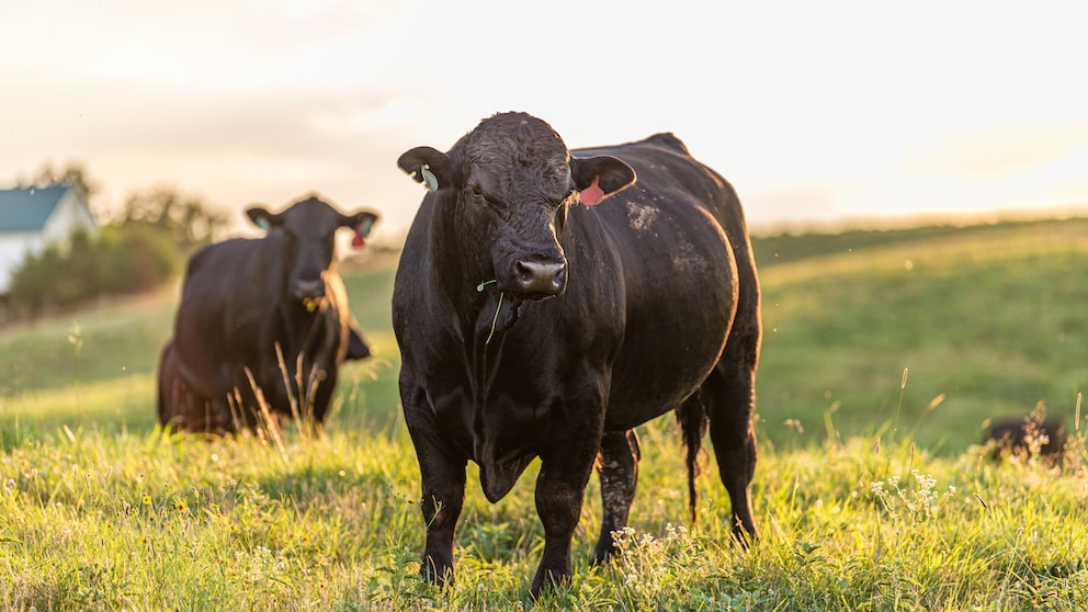 Ochse, Bulle oder Stier – kennen Sie den Unterschied?