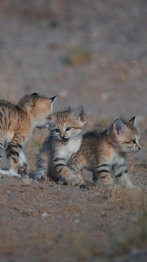 Adorable! Photographer Captures Rare Pictures Of Kuwaiti Sand Kittens