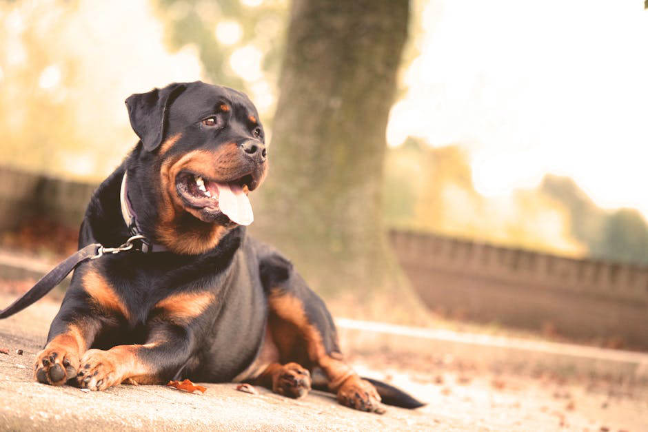 20 Ways Changing Weather Patterns Are Affecting Pet Safety 20 Ways Changing Weather Patterns Are Affecting Pet Safety