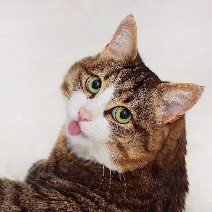 Meet Rexie, The Handicapped Cat Who Steals People’s Hearts With The ...