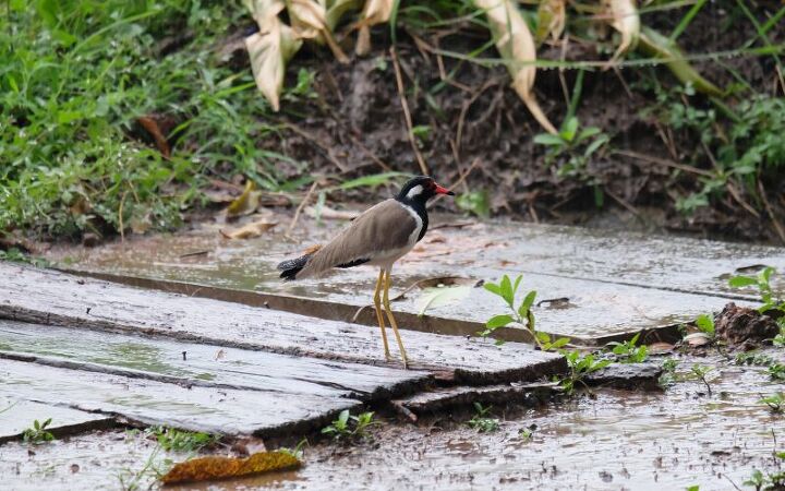 10 Steps Every Beginner Bird Watcher Needs to Know to Get Started!