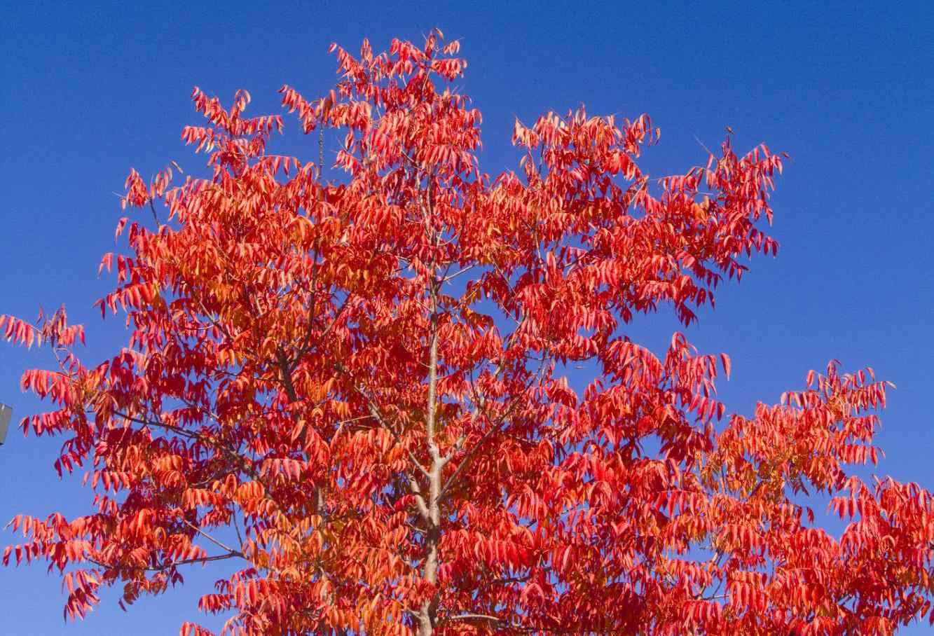 How To Grow And Care For Chinese Pistache Trees