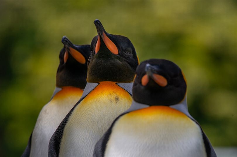 Birdland welcomes rare female penguins in a bid to boost breeding programme