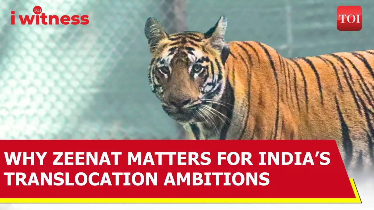 What happens to Zeenat will decide the fate of 15 tigers in India | I ...