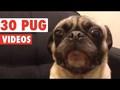 30 Incredible Pug Videos