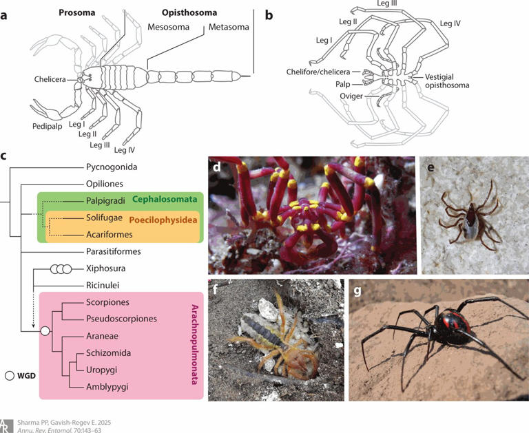 Arachnid evolution redefined: Whole-genome duplications and multiple ...