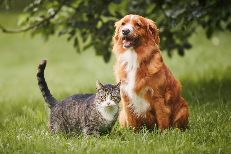 According to Data, We Finally Know Who’s Smarter Between Cats and Dogs