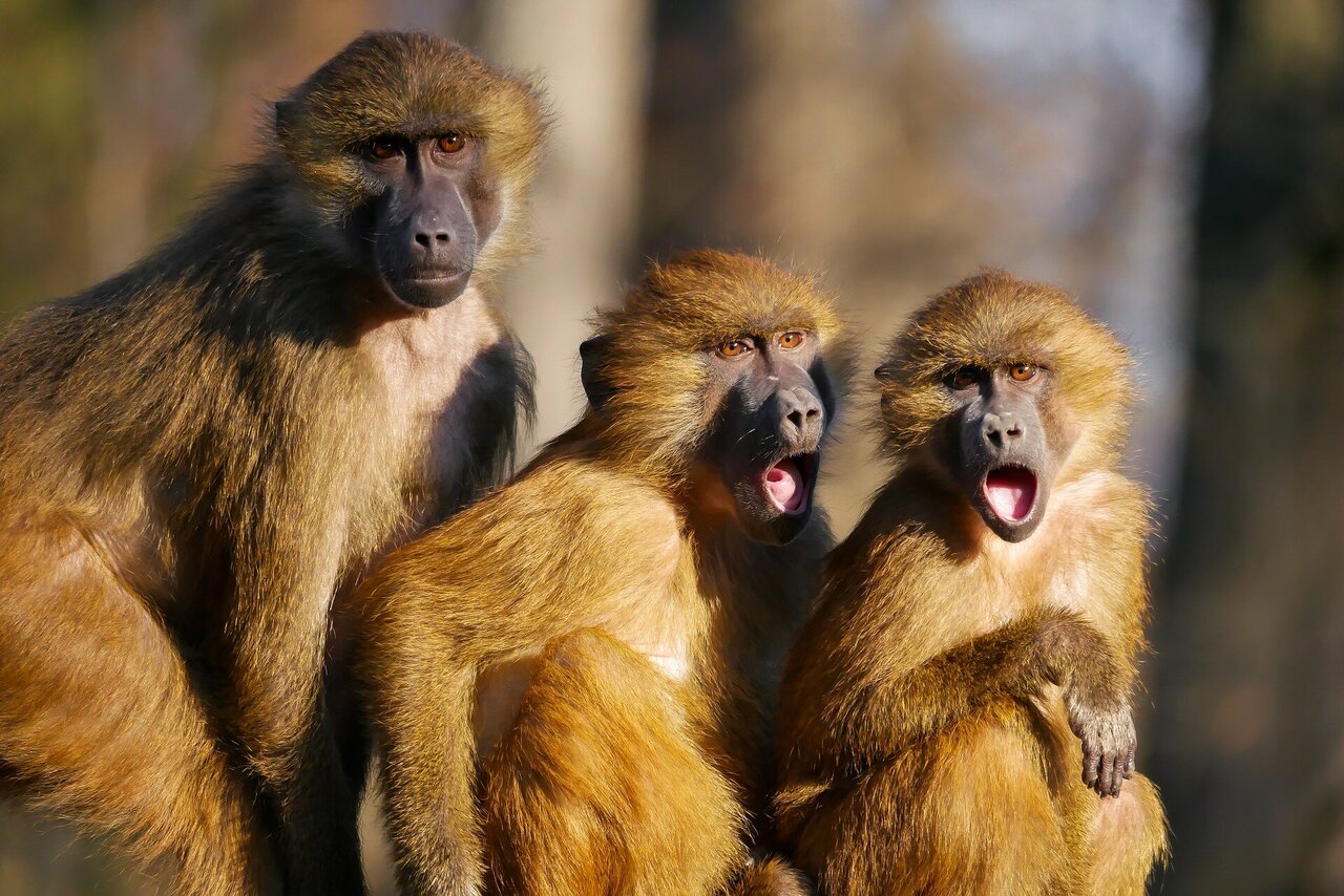 Baboons and human fear: A deep history behind the cruel attacks in ...