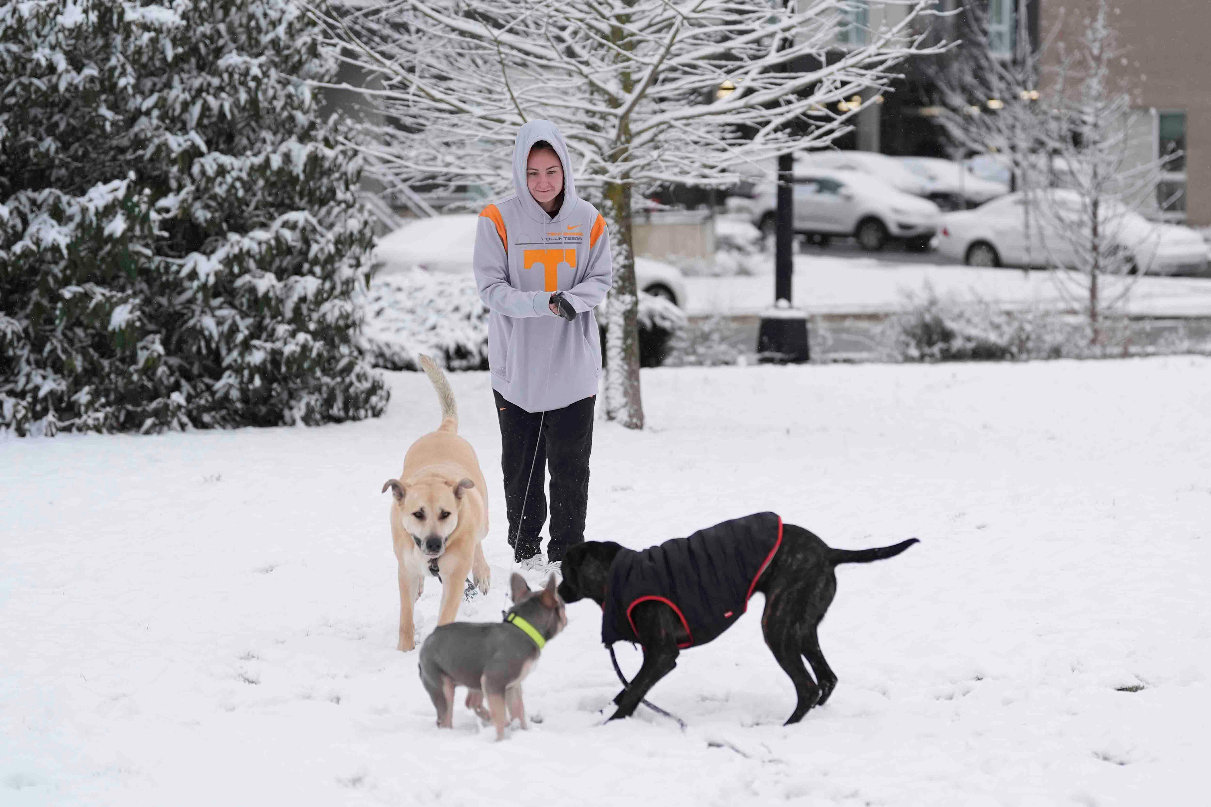 How cold is too cold to walk your dog? How to keep your pets safe