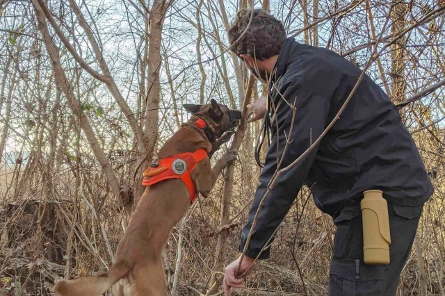 Scientists use dogs to track down dangerous insects: 'Easier for a dog ...