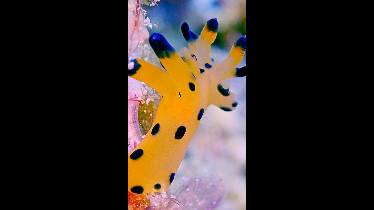 Spotted Yellow Sea Slug Looks Like a Cartoon Character