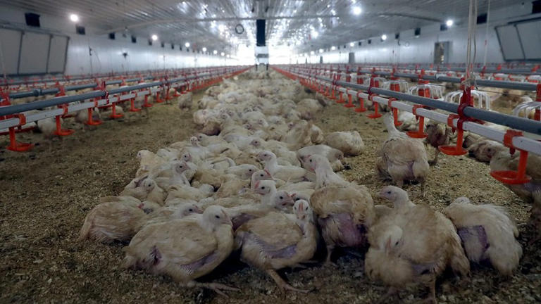 Budget: FairPlay calls for VAT-free chicken in revised Budget