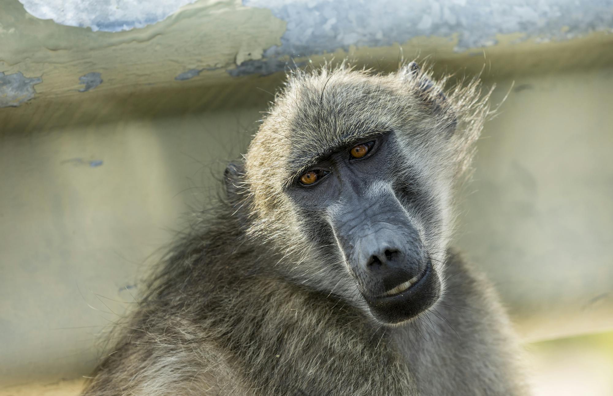 Baboons and human fear: a deep history behind the cruel attacks in ...