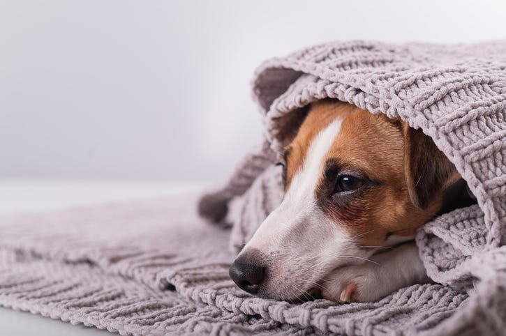 Here's a guideline for keeping your pets safe in cold weather