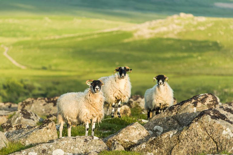 Scots farmer airlifted to safety after trying to rescue two stranded sheep